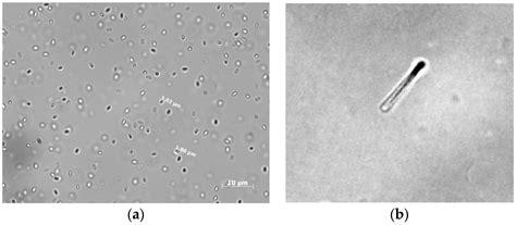 Bacillus Subtilis Microscope