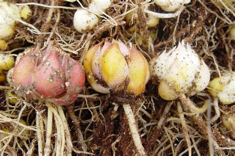 백합 구근 정식 전 온도 관리 철저 강조농업신문