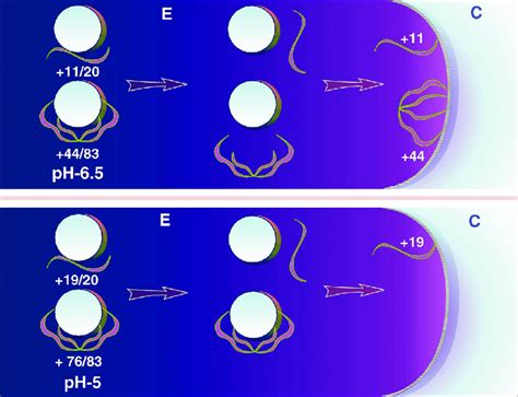 Schematic Diagram Depicting Potential Relationships Among PH Type Of Download Scientific