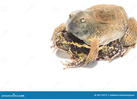 Sex Bullfrog Mating Stock Photo Image