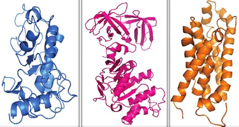 In Silico Models Of Folate Transporter Generated By Swiss Model Server Download Scientific