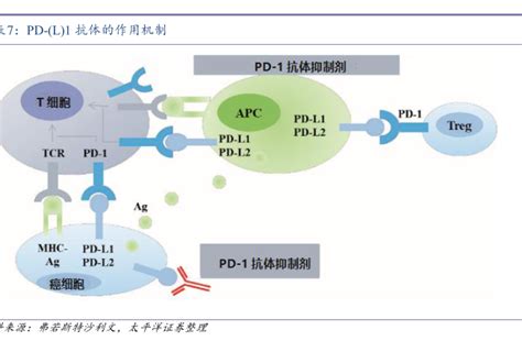 Pd L 1抗体的作用机制 2024年11月 行业研究数据 小牛行研