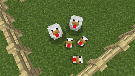 【統合版マイクラ】ニワトリの繁殖方法、落とすアイテムの使い道などについて！ 効率良く遊ぶ統合版マインクラフトbe攻略ブログ