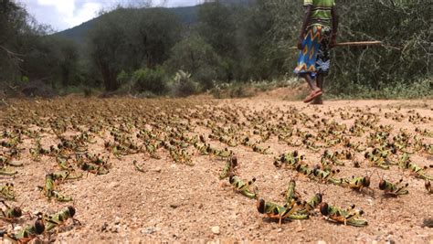 Rewriting Rules Of Locust Swarms Mirage News