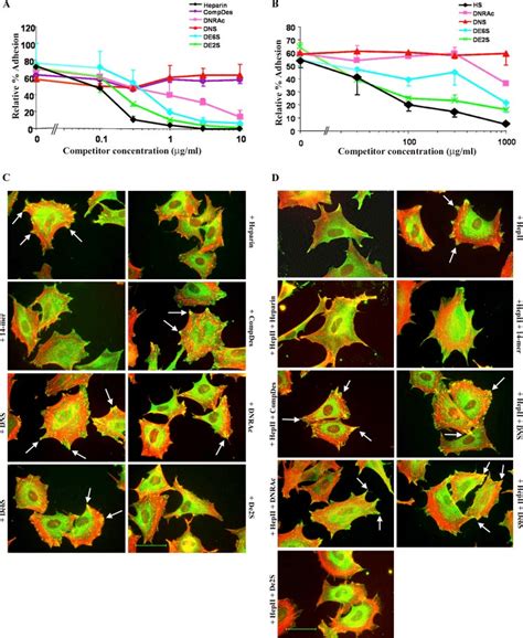 Cell Attachment And Focal Adhesion Formation Requires N Sulfated