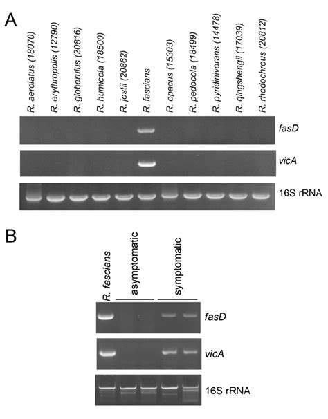 A Evaluation Of Pcr Primers For Vica Total Bacterial Dna Was Download Scientific Diagram