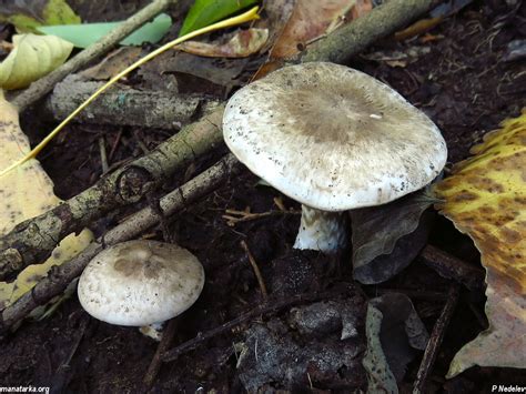 Брезадолова печурка « Сайт за гъбите в България