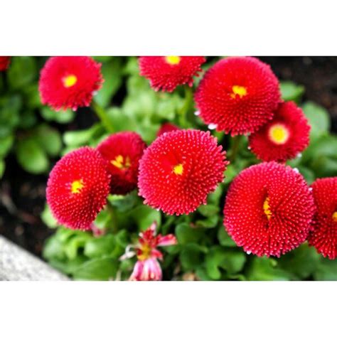 بذر گل مینا چمنی قرمز بذر گل مینا چمنی قرمز گل‌های گل مینا Flickr