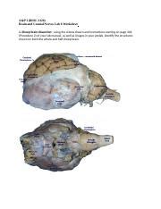 Anatomy And Physiology Lab Brain And Cranial Nerves Dissection Course Hero
