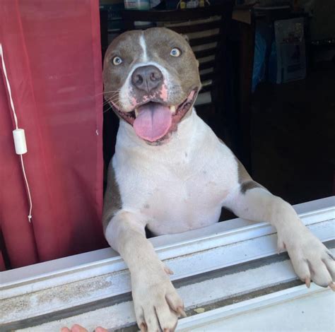 Pitty Smile R Pittiesmiles