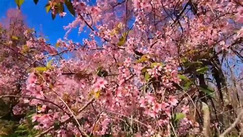 ห้ามพลาด เช็กอิน ภูลมโล ชมดอกนางพญาเสือโคร่งซากุระเมืองไทยพื้นที่ 2 000 ไร่