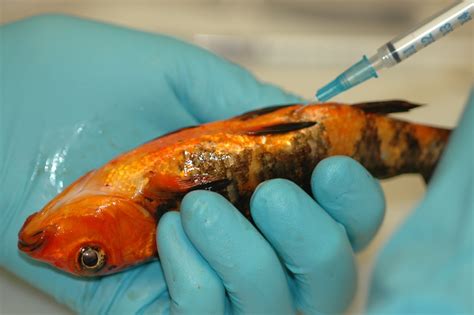 Image Intracoelomic Injection Koi Cyprinus Carpio Merck Veterinary Manual