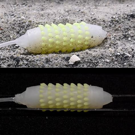Researchers Develop Earthworm Like Soft Skin Robot With Bristles That