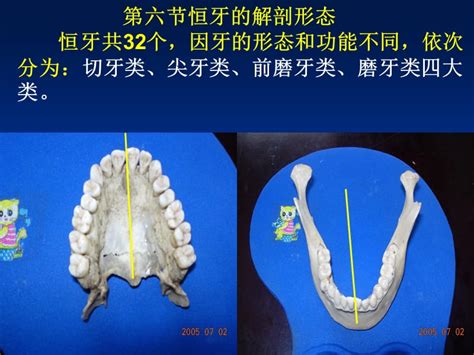 牙切嵴的位置图 胫骨嵴的位置图 伤感说说吧