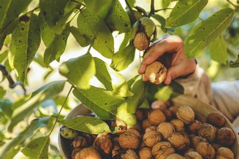 Zahtevan Ali Unosan Posao Orah Donosi Profit Decenijama Ulaganje U Zasade Postaje Siguran