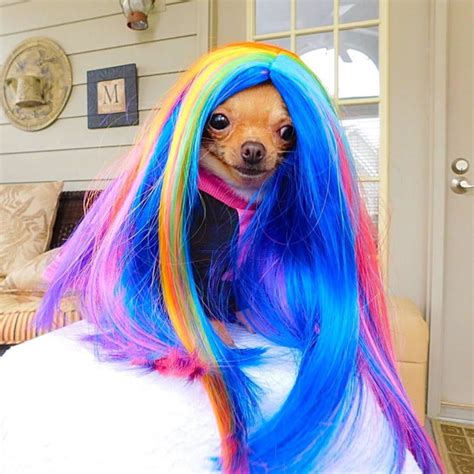 Fashion Friday Wheels The Tiny Chihuahua Come Wag Along