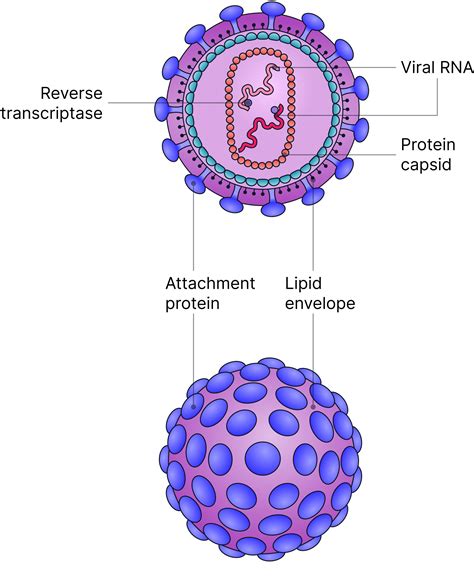 Hiv Structure And Replication Aqa A Level Biology