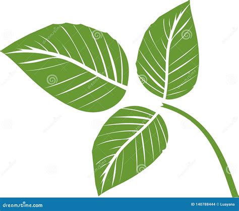 Stylized Green Raspberry Leaf Stock Vector Illustration Of Vector Compound 140788444