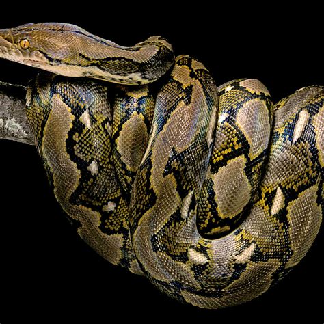 Reticulated Python Coiled On Branch Wall Art Photography