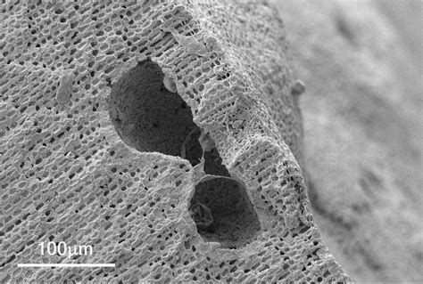 Lithophyllum Dentatum