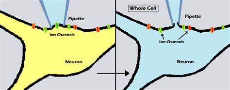 Patch Clamp Wikipedia