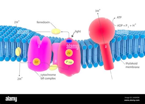 Photosynthesis Electron Transport Complex Illustration Of Cyclic