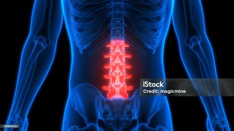인간의 골격 시스템 척추 열 요 추 척추 해부학 비탄에 대한 스톡 사진 및 기타 이미지 비탄 생물학 아픔 Istock