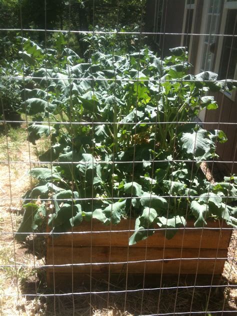 Ruby Throated Sparrow