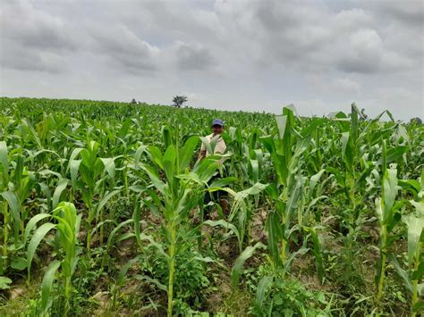 အစေ့ထုတ်ပြောင်းနှင့် ဖူးစားပြောင်းစိုက်ခင်းများ အောင်မြင်ပြီး စျေးကောင