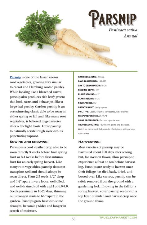 Parsnip Growing Guide True Leaf Market