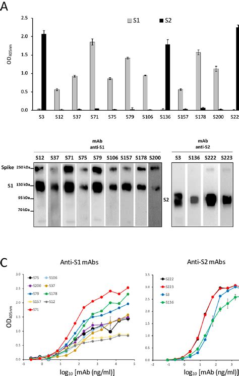 Igg Subclass Spike Domain Specificity Ec 50 And Peptide Recognition Download Scientific