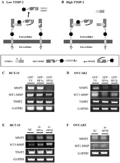 Heterochromatin Protein 1 Hp1β Reduces The Mrna Levels Of Matrix