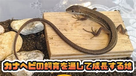 小学5年生娘がカナヘビを捕まえ飼育YouTubeで学ぶ初めての飼育体験カエルママの日常
