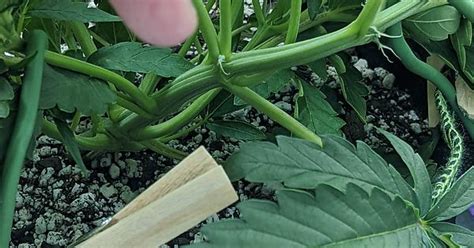 main stem lst album on imgur