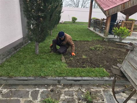 გამწვანება რულონური გაზონების ფართო არჩევანი თბილისის ფორუმი