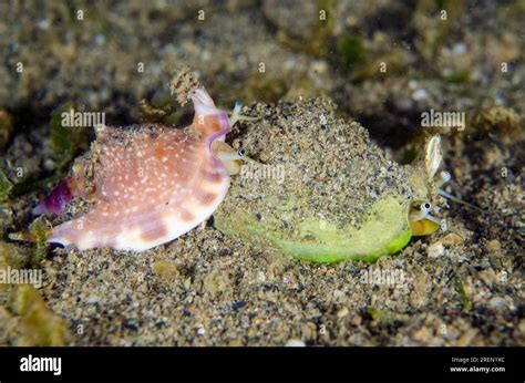 True Conch Fotos Und Bildmaterial In Hoher Auflösung Alamy
