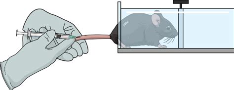Mouse Restrainer Intravenous Tail Injection Figure Science Figures