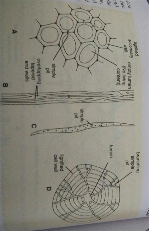 Sclerenchyma Tissue Labeled