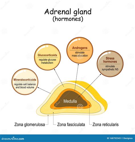 The Adrenal Gland Royalty Free Illustration 155235132