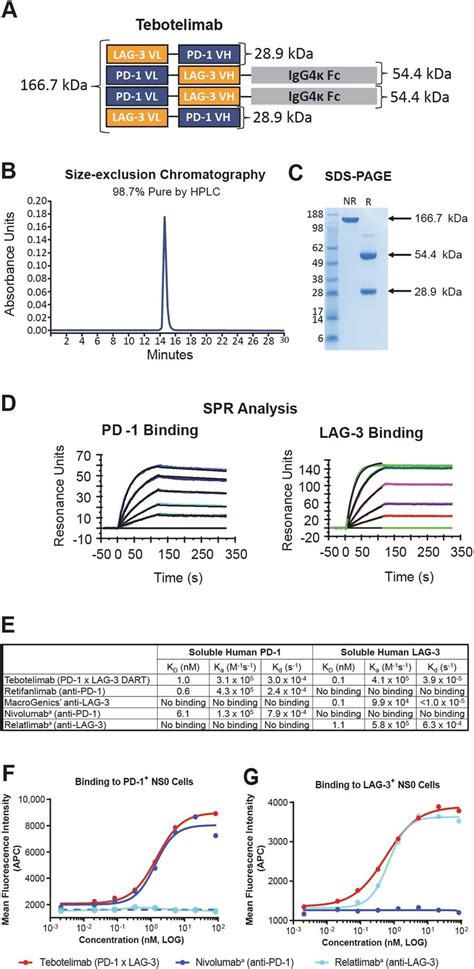 Clinical Trial Design And Patient Flow Cholangio Cholangiocarcinoma