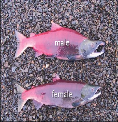 Save Our Salmon Friends About Salmon