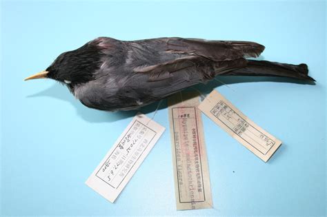 黑短脚鹎 Hypsipetea madagascaviensis 物种库 国家动物标本资源库