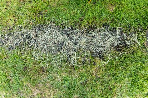 How To Plant Grass Seed An Easy Guide