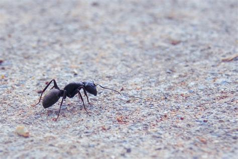 All About Pavement Ants Domain Pest Control