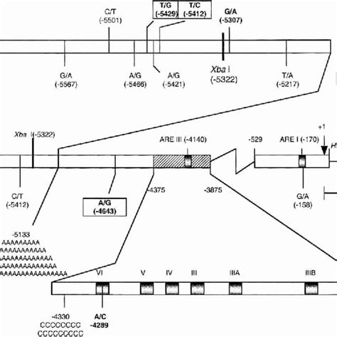 Serum Psa Levels And Sequence Variants In Psa Gene Promoter Region