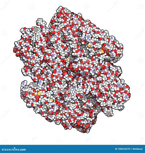 Structure Of Coagulation Factor Viii Royalty Free Stock Image