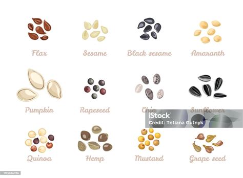 시드 세트입니다 아마 씨 참깨 검은 참깨 아마란스 호박 씨앗 유채 치아 해바라기 퀴노아 대마 겨자 포도 씨의 벡터 삽화는 흰색으로 분리되어 있습니다 만화 플랫 스타일입니다