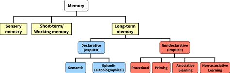 82 Types Of Memory Biological Psychology Revised Edition