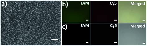 A Scanning Electron Microscopy Sem Image Of The 13 Nm Aunp Modified Download Scientific