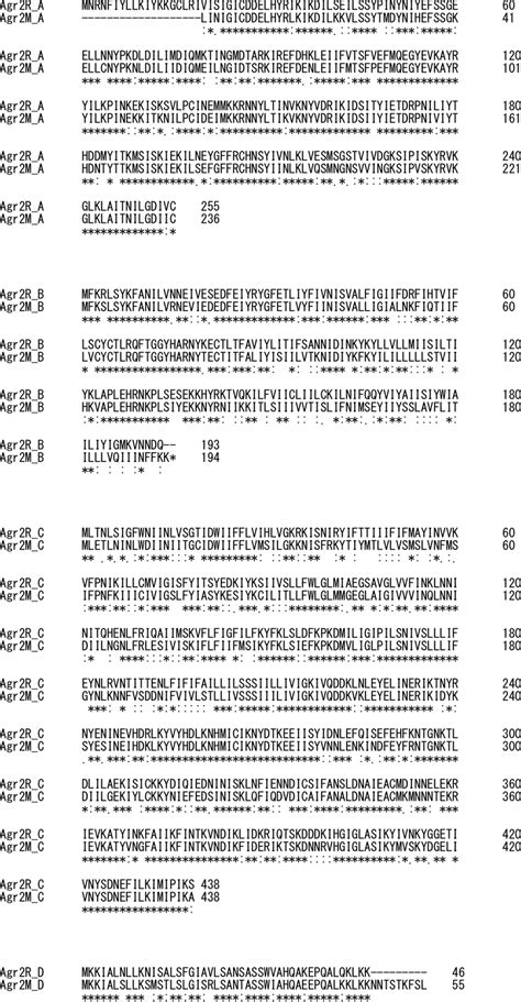 Multiple Sequence Alignment Of Agr2r And Agr2m By Clustal Omega